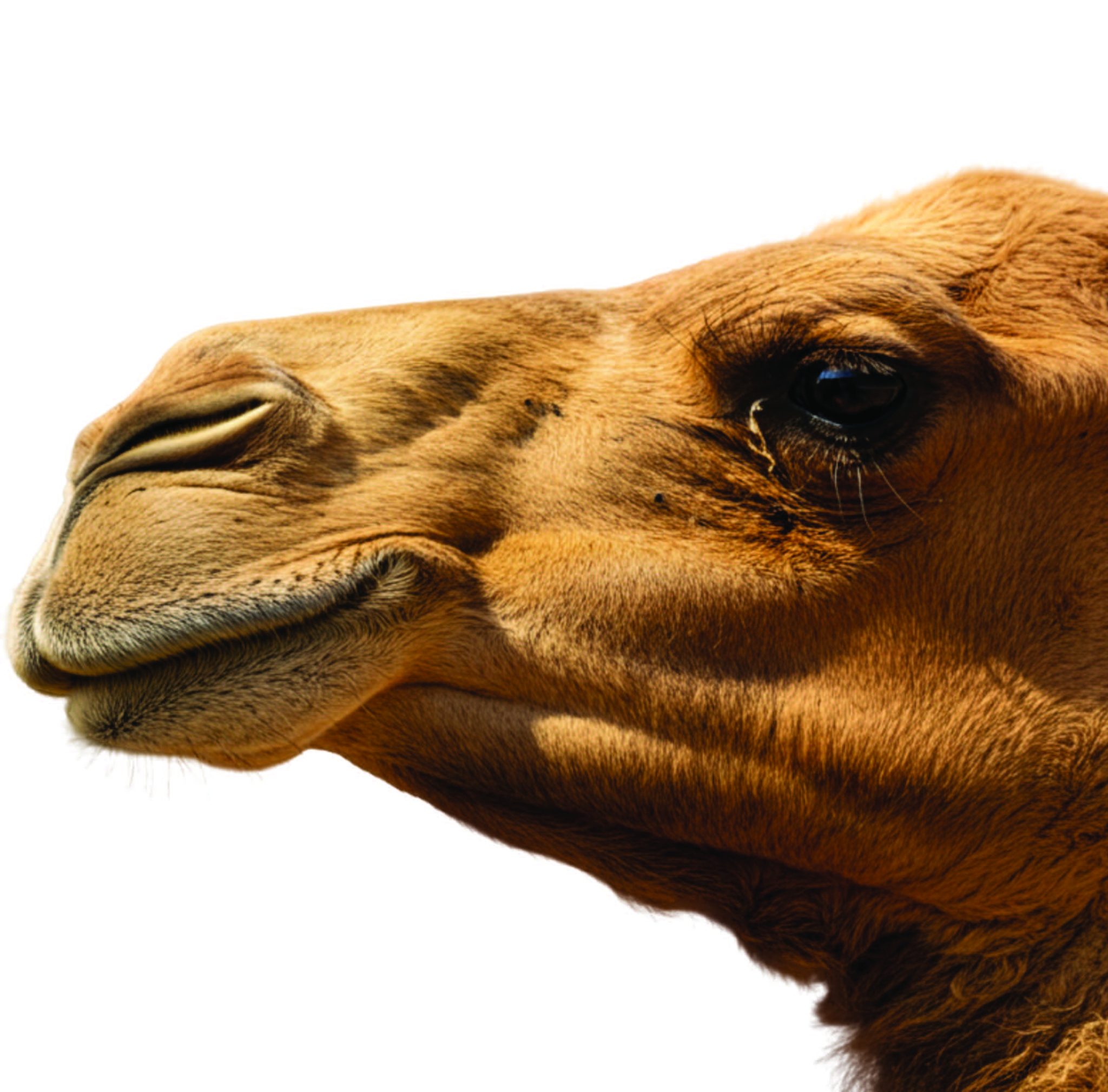 What Did the So-Called ‘Lying Monk’ Really See? | Skeptical Inquirer